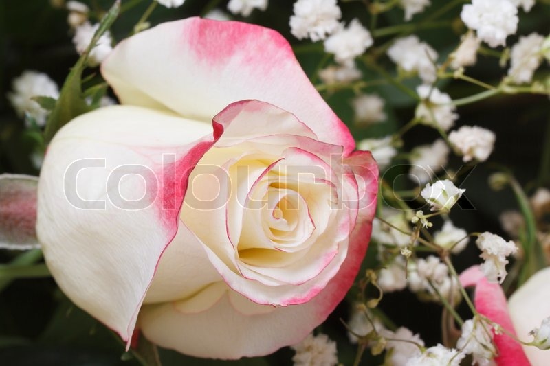 Pictures Of White Roses With Pink Tips