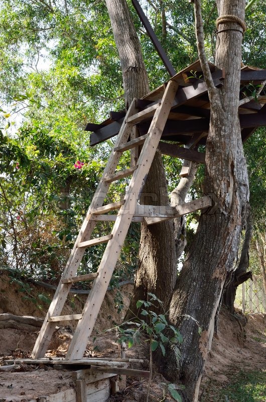 Trees And Ladder
