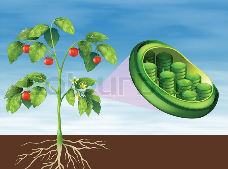 Illustration of a Chloroplast in plant | Stock vector | Colourbox