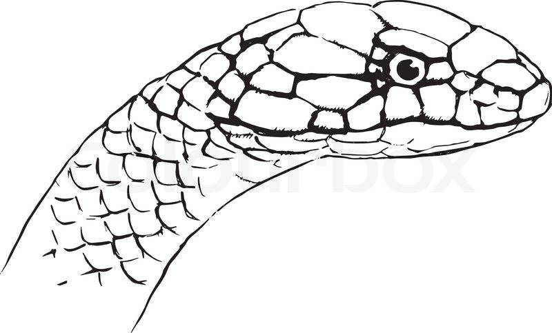 Cobra Head Profile