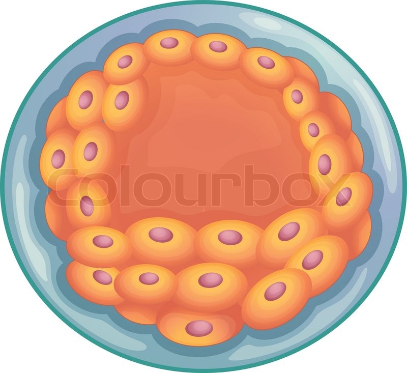 Detailed illustration of a blastocyst | Stock vector | Colourbox