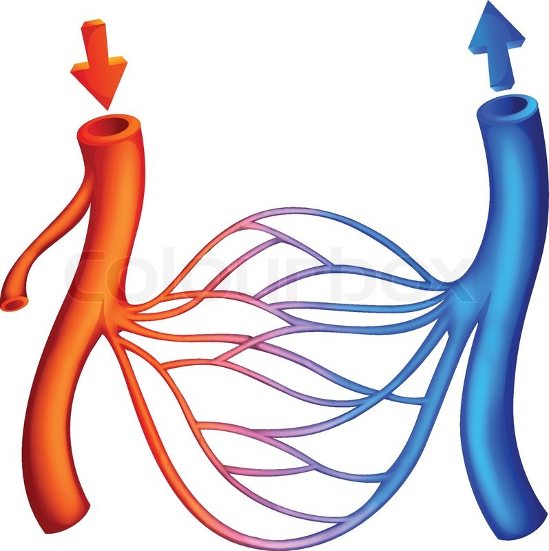 Illustration showing the blood ... | Stock vector | Colourbox