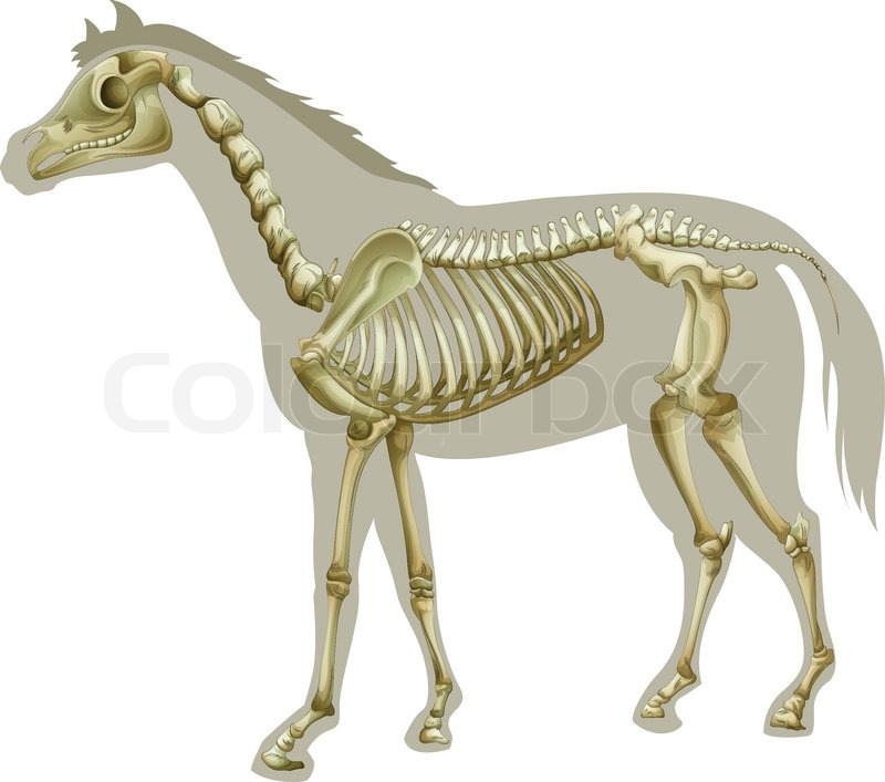 Illustration of a horse skeleton - ... | Stock vector | Colourbox