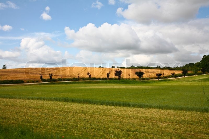 Landscape in Denmark in the summer | Stock image | Colourbox