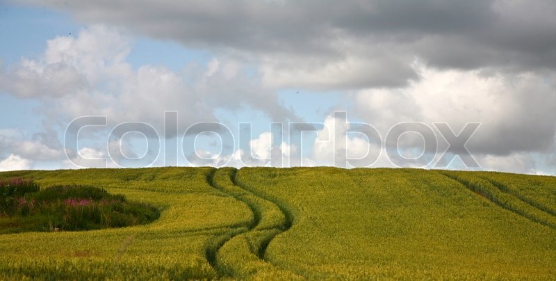 Landscape in Denmark in the summer | Stock image | Colourbox