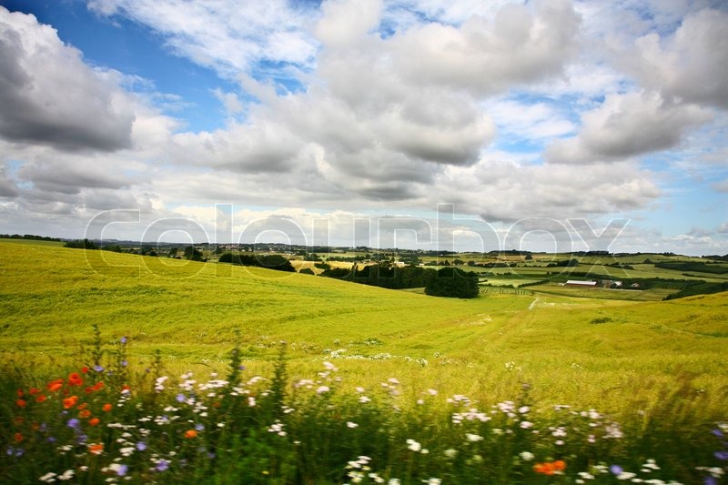 Landscape in Denmark in the summer | Stock image | Colourbox
