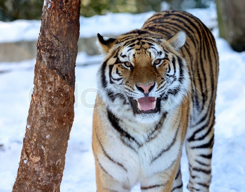 Closeup of a Siberian Tiger growling in ... | Stock image | Colourbox