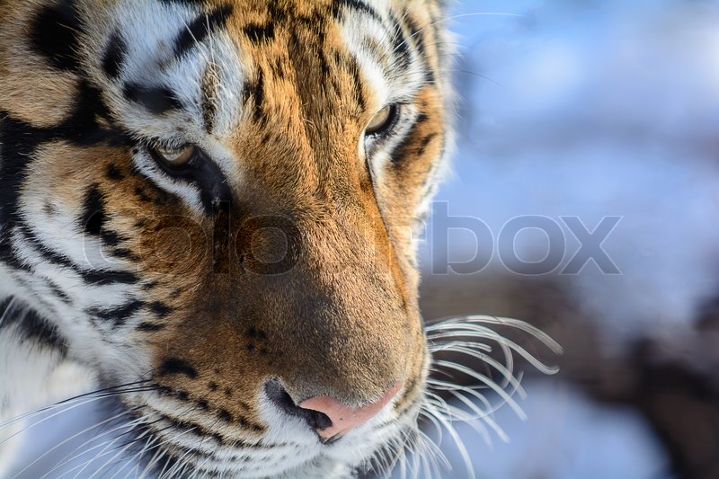 Closeup of a Siberian Tiger face. Only ... | Stock image | Colourbox