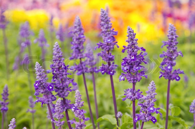Mediterranean Blue Flowered Herb