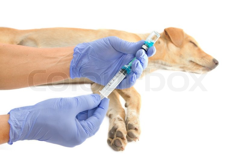 Veterinarian giving injection to a dog | Stock image | Colourbox