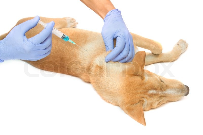 Veterinarian giving injection to a dog | Stock image | Colourbox