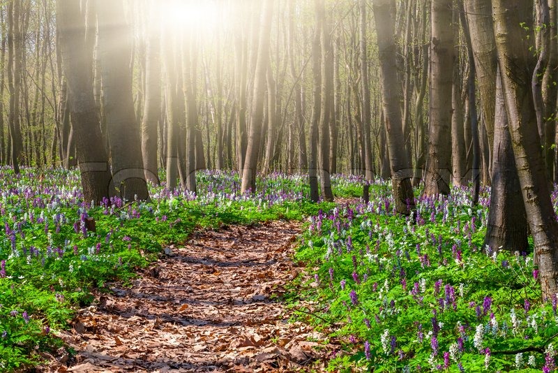 Field Of Flowers Forest