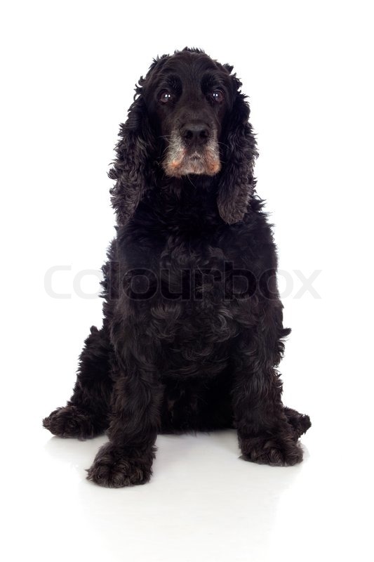 Beautiful black Cocker Spaniel isolated ... | Stock image | Colourbox
