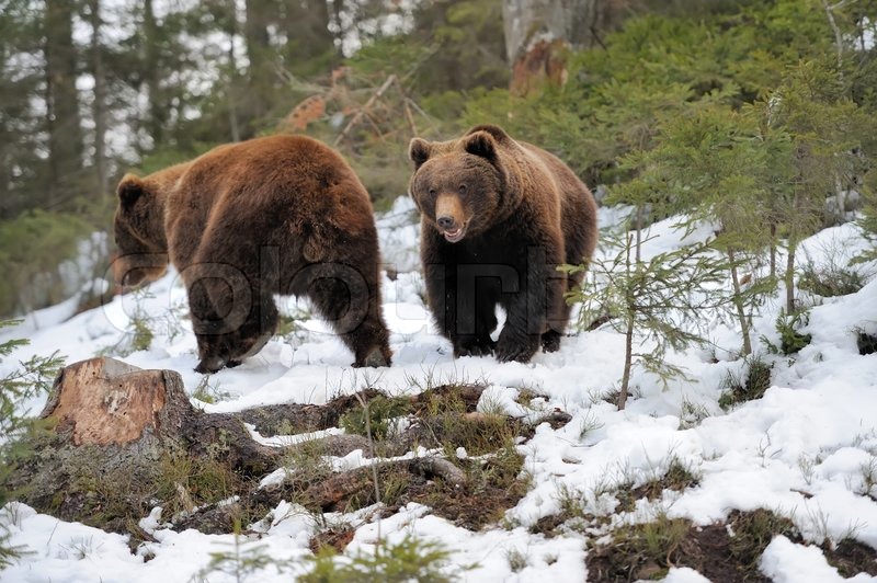Bear in winter forest | Stock image | Colourbox