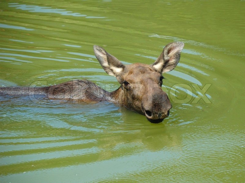 Moose swimming in lake | Stock image | Colourbox