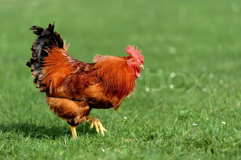 Hahn | Stock Bild | Colourbox