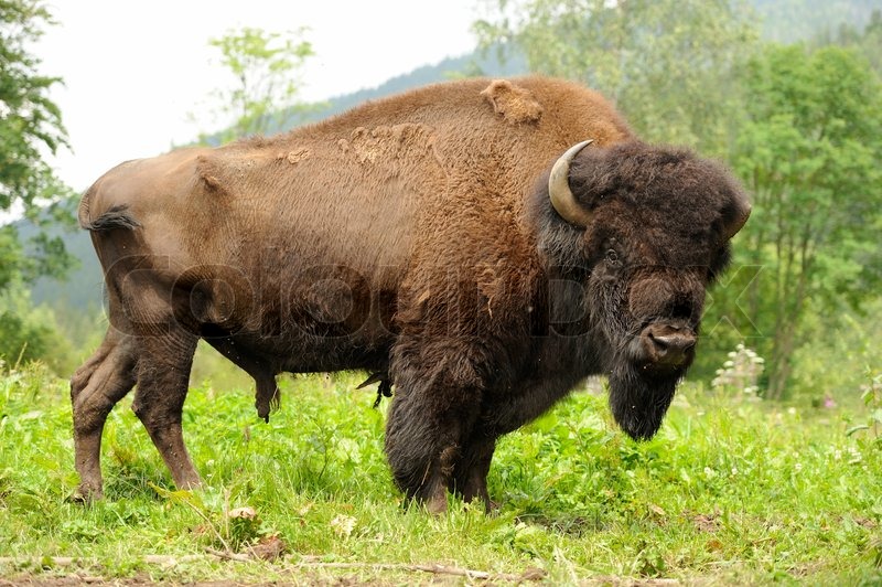 Large male of bison in the forest | Stock image | Colourbox