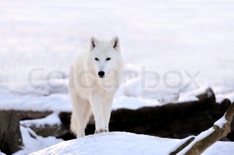 Beautiful wild white wolf in winter | Stock image | Colourbox