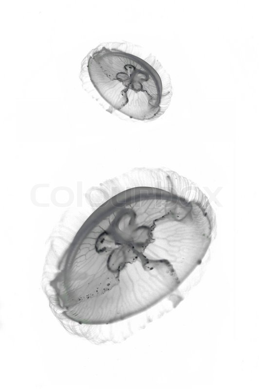 Moon Jellyfish Drawing