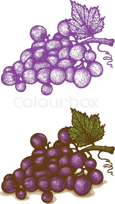 Illustrationen von Trauben | Stock-Vektor | Colourbox