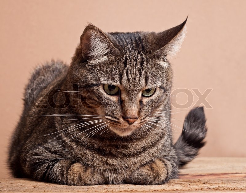 Big tabby cat lie on wood and looking ... | Stock image | Colourbox