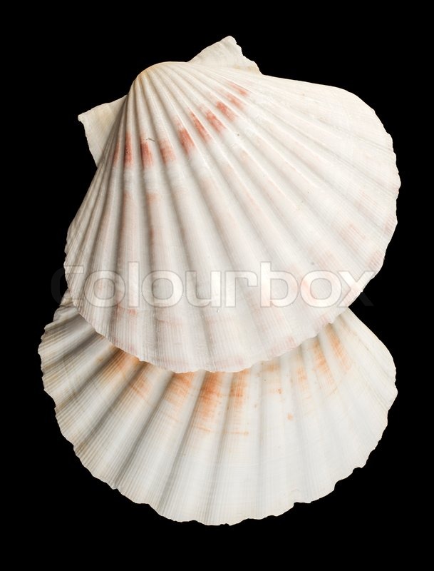 Scallop shell. Black isolated | Stock image | Colourbox