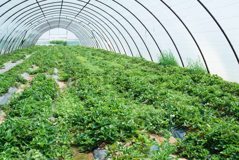 Greenhouses plantations | Stock image | Colourbox