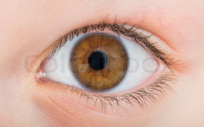 Human eye brown color. Close up studio ... | Stock image | Colourbox