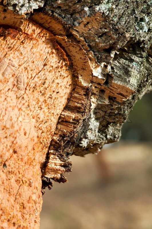 A corkwood tree. Commiphora spp. | Stock image | Colourbox