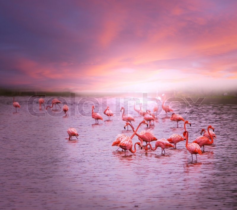 Flamingo | Stock Bild | Colourbox