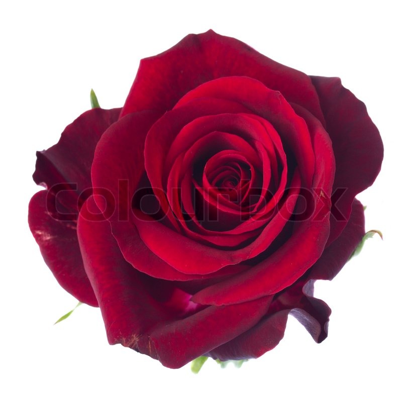One dark red rose close up isolated on ... | Stock image | Colourbox