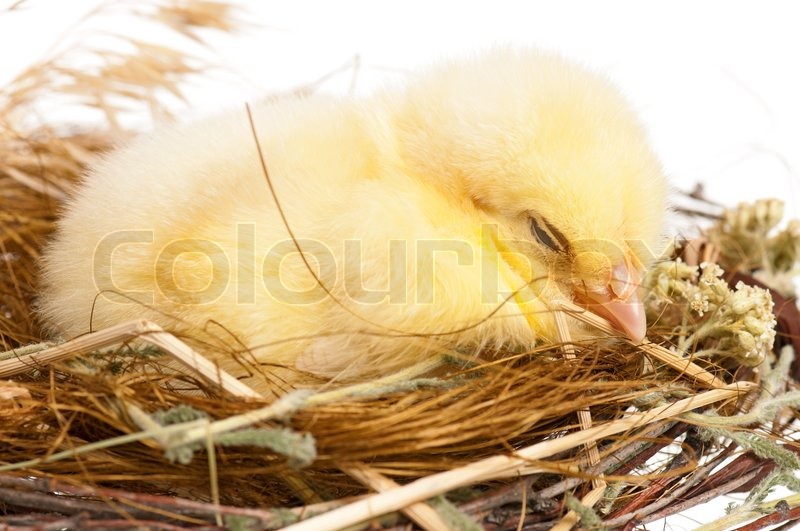 Close up of newborn chick in the nest | Stock image | Colourbox