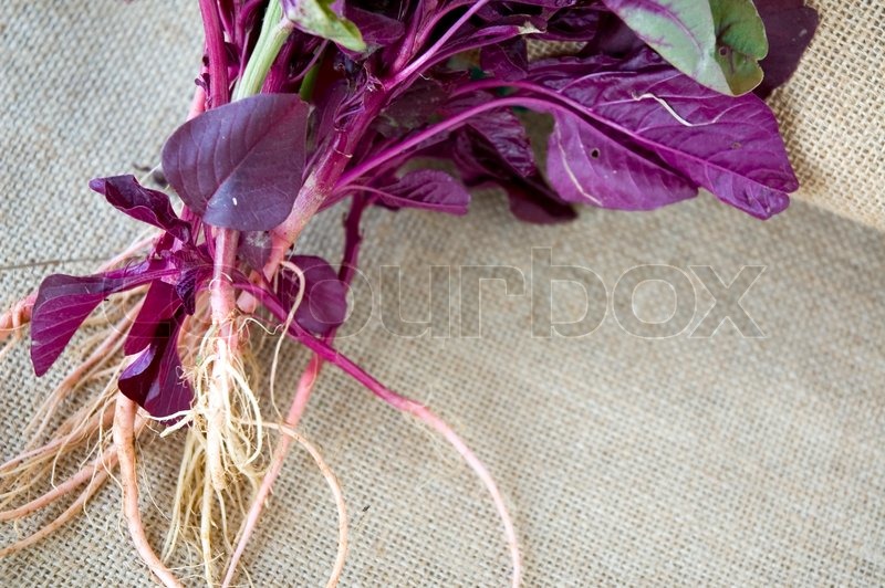 Close up root of fresh red spinach | Stock image | Colourbox