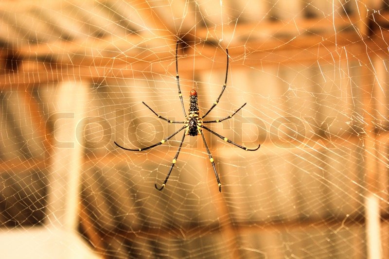 Spider with woven web in house | Stock image | Colourbox
