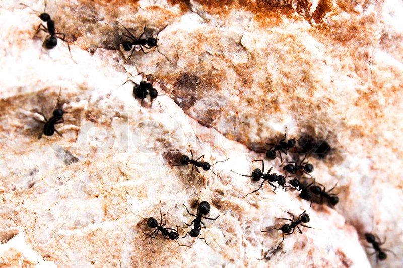 Ants foraging on surface of the marble ... | Stock image | Colourbox