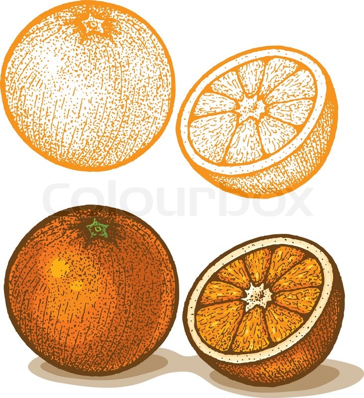 Illustrations of orange in retro style | Stock vector | Colourbox