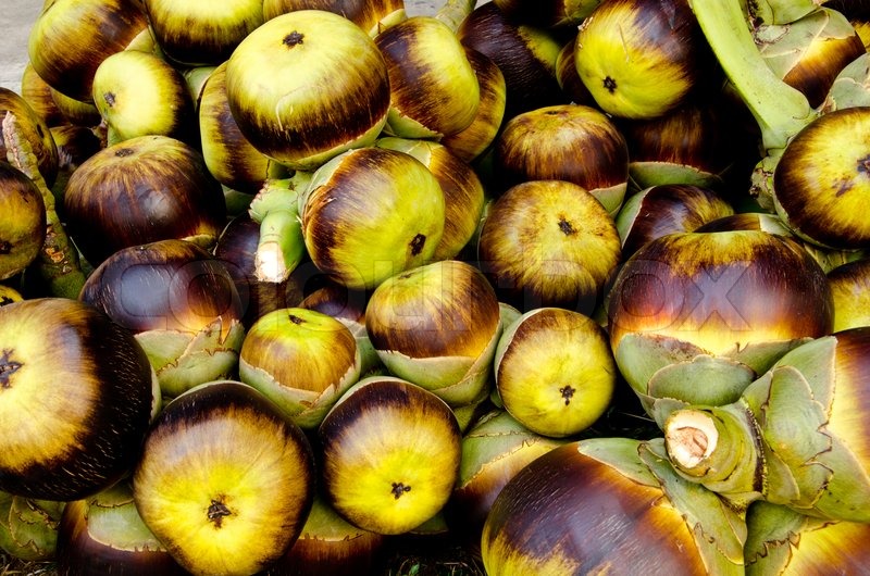 Asian Palmyra palm, Toddy palm, Sugar ... | Stock image | Colourbox