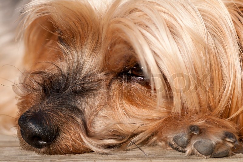 Nose Yorkshire Terrier closeup | Stock Photo | Colourbox