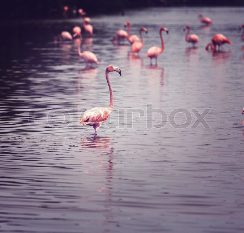 Flamingo | Stock Bild | Colourbox