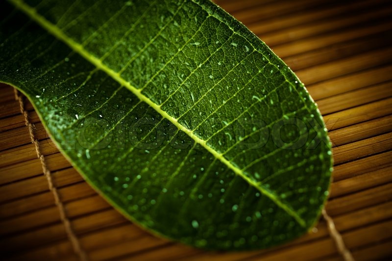 Blatt | Stock Bild | Colourbox