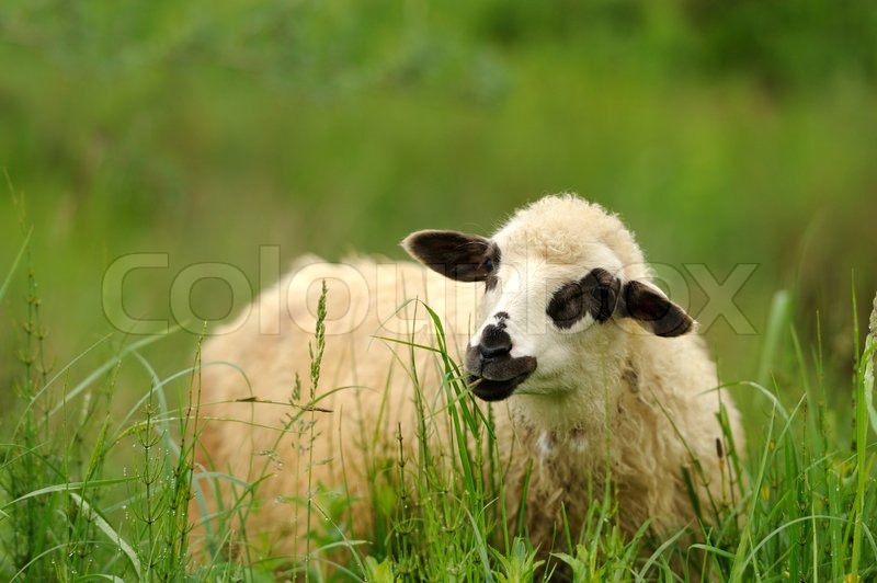 Schafe | Stock Bild | Colourbox