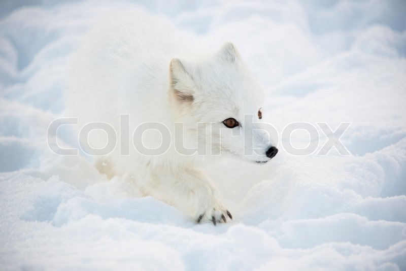 A small arctic fox in the snow | Stock image | Colourbox