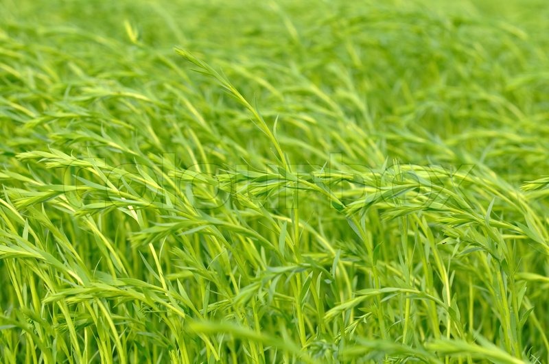 Bereich der Flachs | Stock Bild | Colourbox