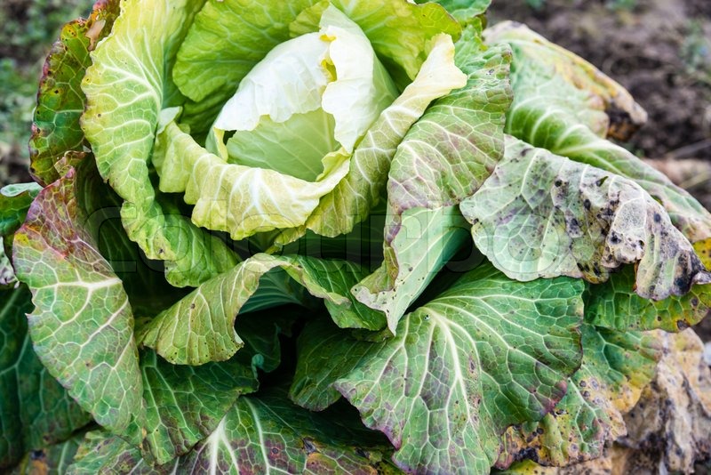 Frozen cabbage left on a field in ... | Stock image | Colourbox