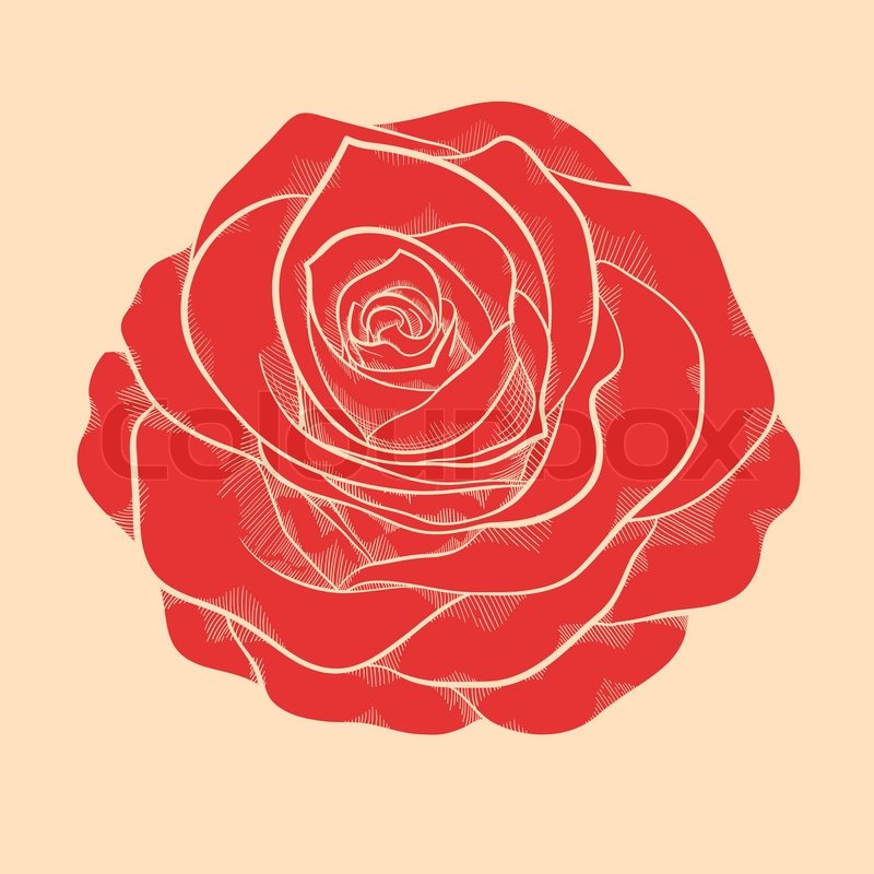 Beautiful red rose in a hand-drawn ... | Stock vector | Colourbox