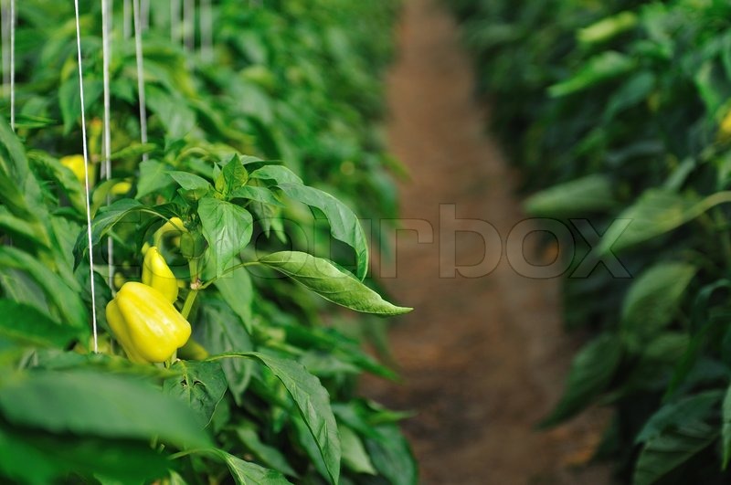Paprika Farm
