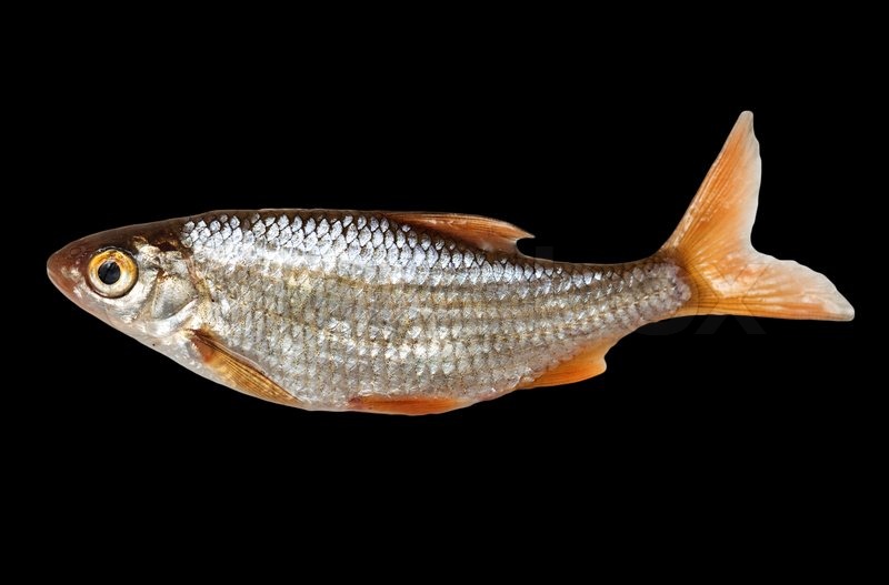 Fish on black background | Stock image | Colourbox
