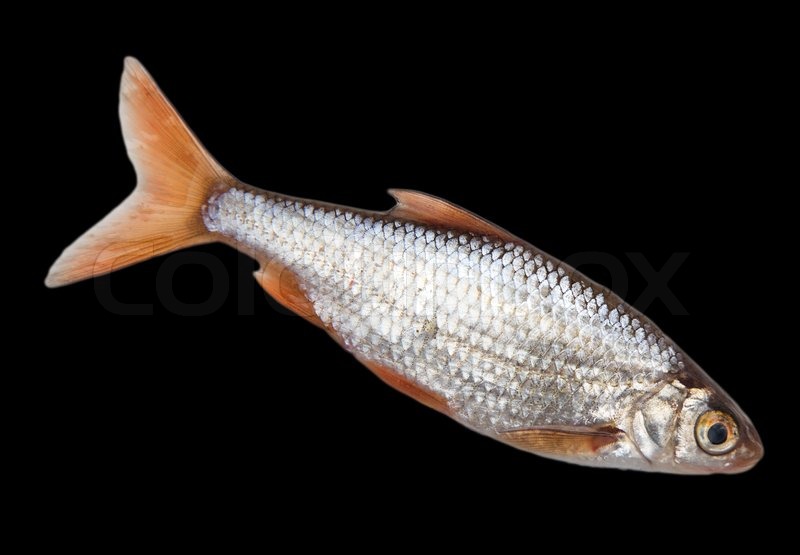 Fish on black background | Stock image | Colourbox