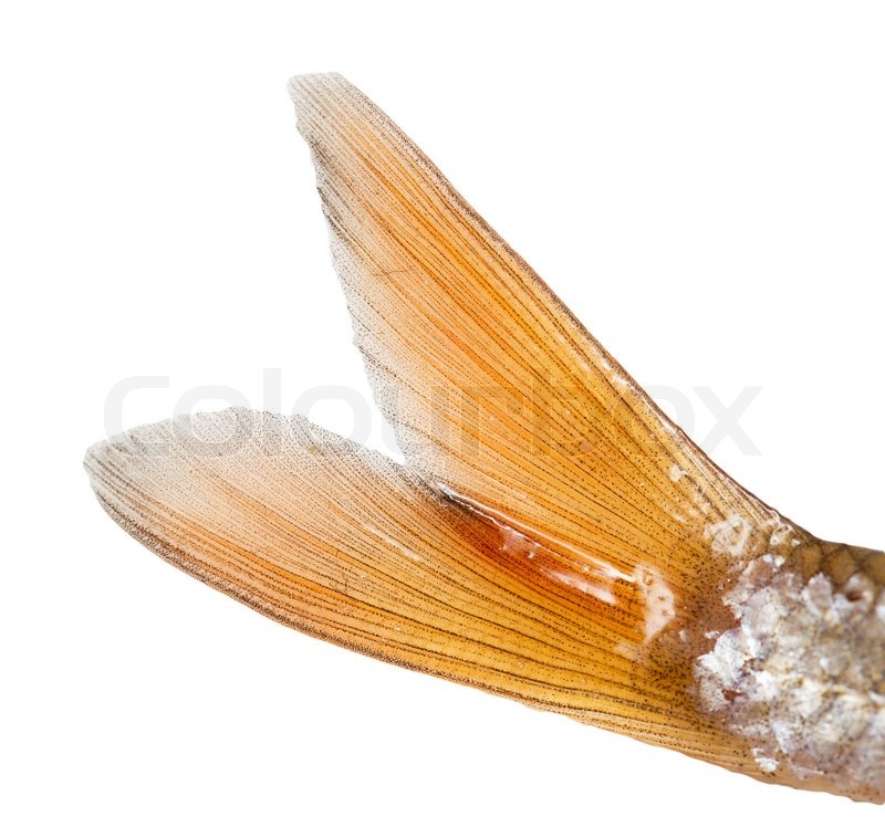 Tail of a fish on a white background | Stock image | Colourbox