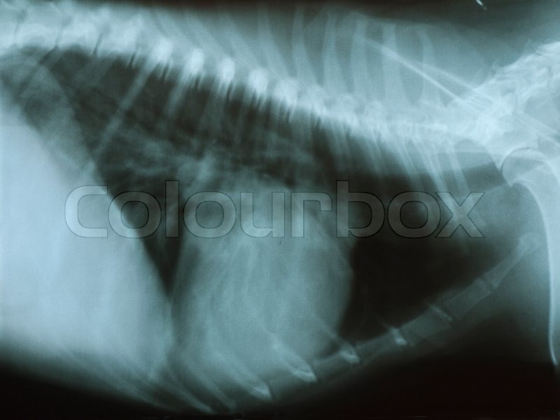X-ray of the thorax of a dog | Stock image | Colourbox